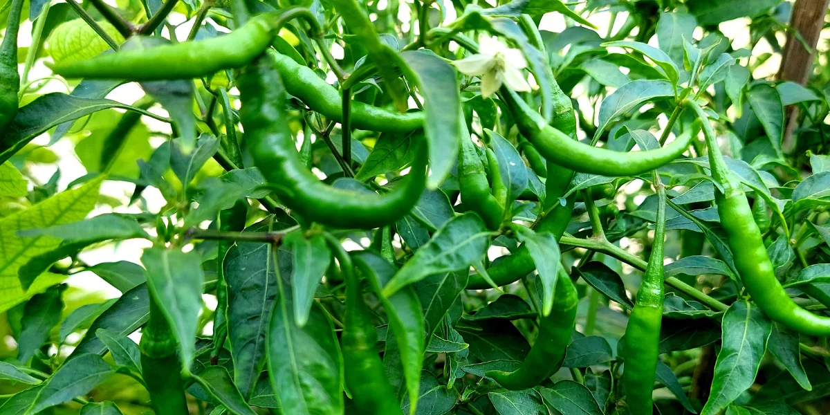 How To Grow Chilli Plant At Home - Agriculture Review