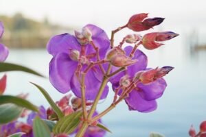 Princess Flower Care: How To grow And Care For Princess Flower