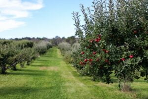 Apple Farming Guide: Complete Guide On Farming Of Apple