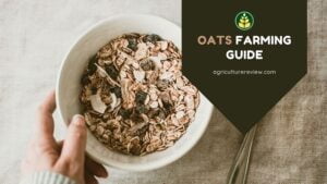 How To Grow Oat: Complete Guide To Oat Farming - Agriculture Review