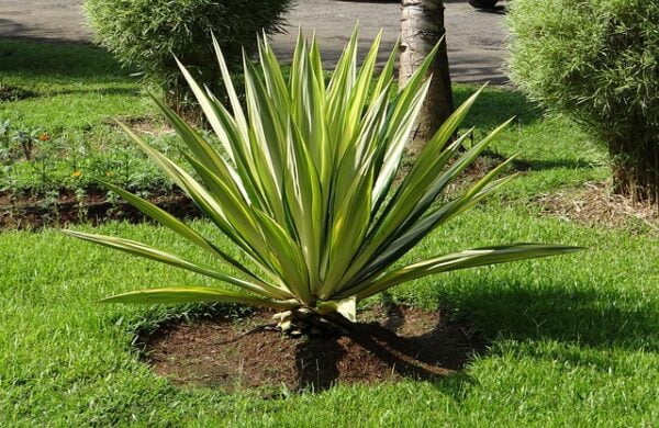 How To Grow Mauritius Hemp: Step By Step Guide