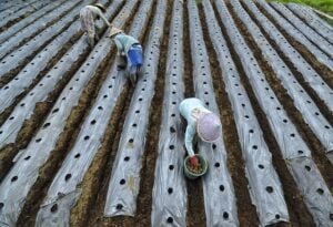 Potato Farming Guide: Complete Guide On Farming Of Potato