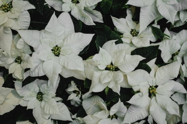 How To Grow & Care For Poinsettia Plant - Agriculture Review