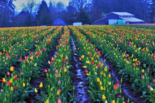 Tulip Farming Guide To Get Higher Yield - Agriculture Review