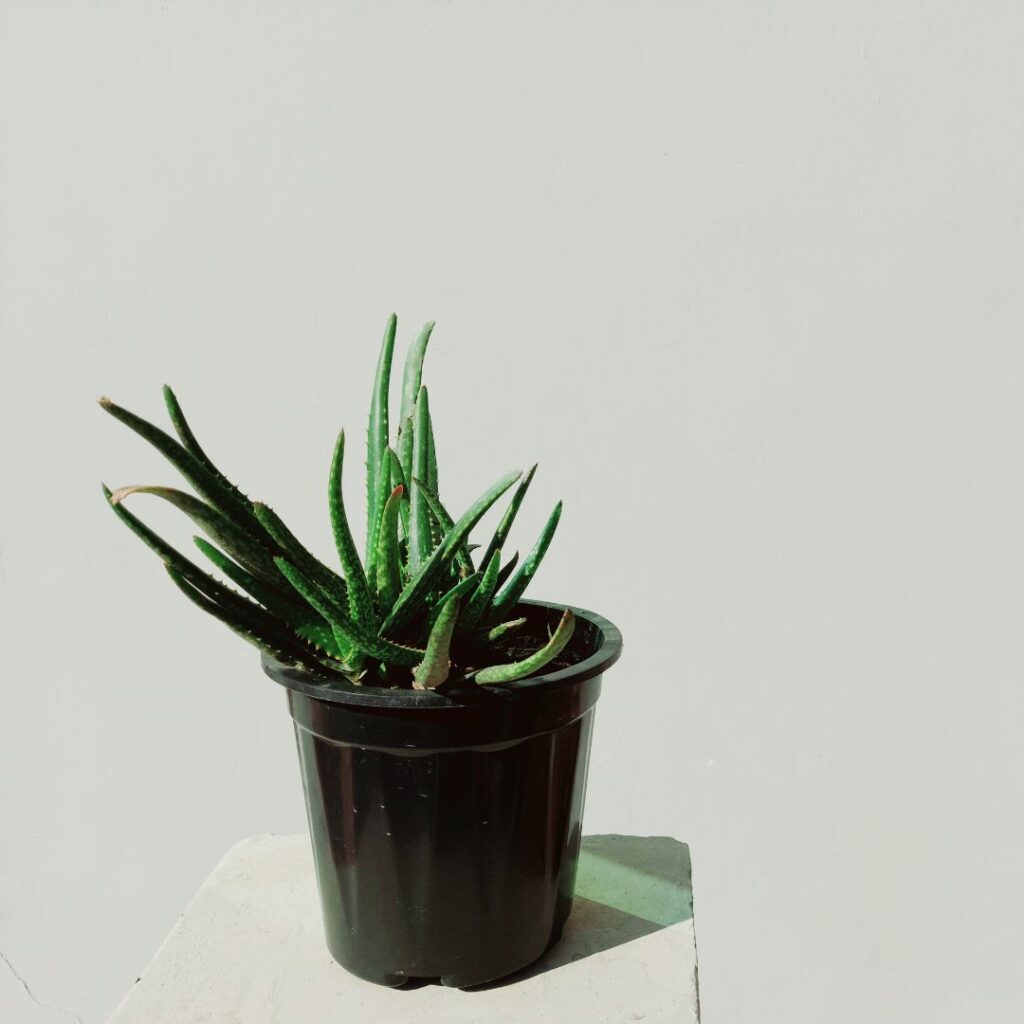 Buy Aloe Vera "Hybrida Dwarf" Succulent Plant - Agriculture Review