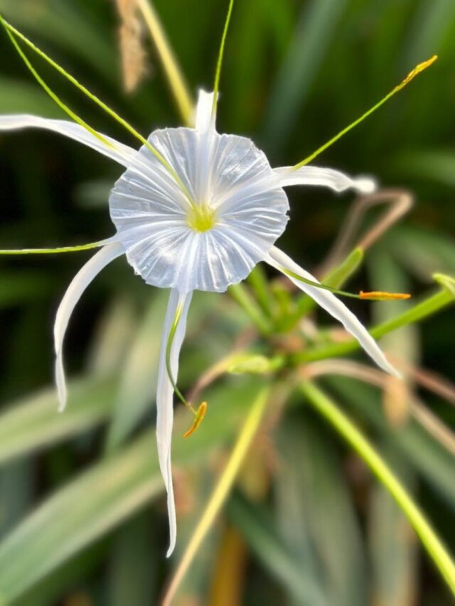 How To Plant, Grow & Care For Spider Lily Plant - Agriculture Review