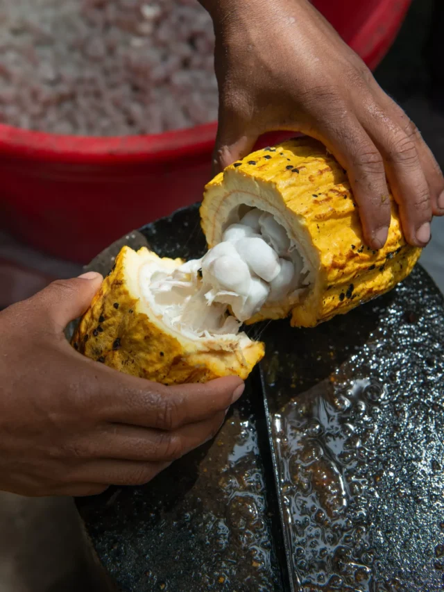 Large Farm Land Owners Can Become Rich By Plantation Agriculture ...