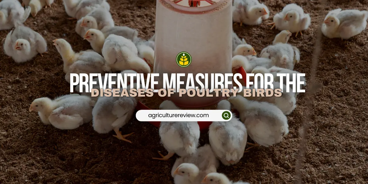 Suggest some preventive measures for the diseases of poultry birds