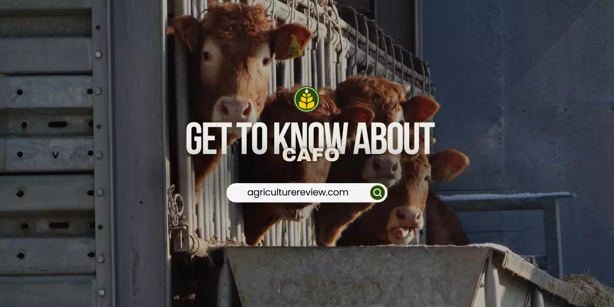 What is CAFO in agriculture? - Agriculture Review