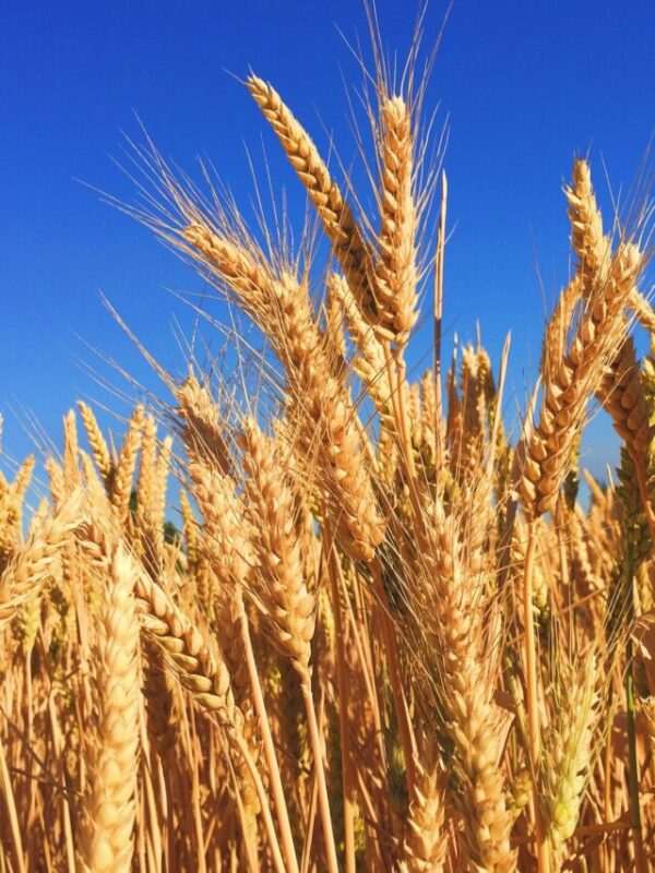 Agriculture Review: Learn Agriculture And Home Gardening